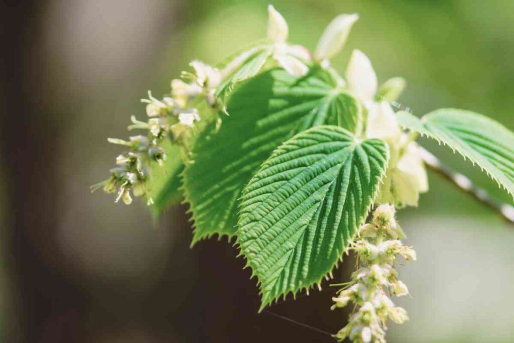 Carpino bianco: caratteristiche, habitat e curiosità di un albero ...